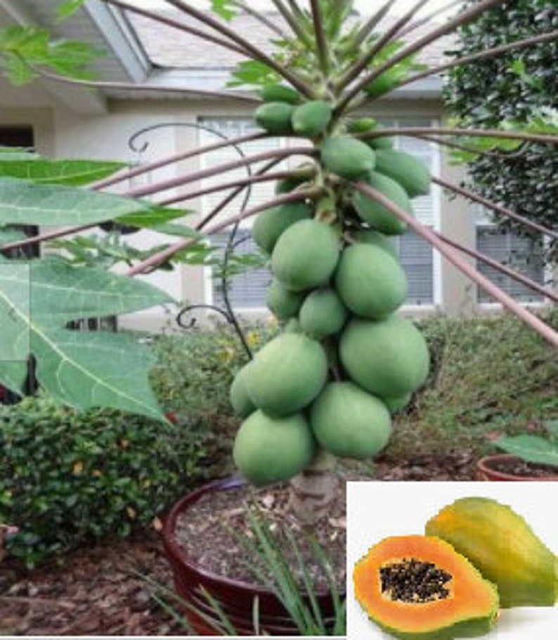 RARE Dwarf Thai Papaya-grows Indoors Small Plant T(2,10.20,30 SEEDS ...