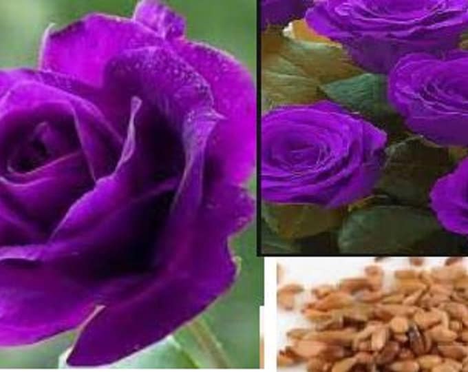 Rare-scented Royal Pink Rose-bush Plant 10 or 20 Seeds - Etsy