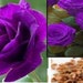 Rare Hybrid PURPLE ROSE Tree Flower Plant (3,10,20 or 30 SEEDS ...