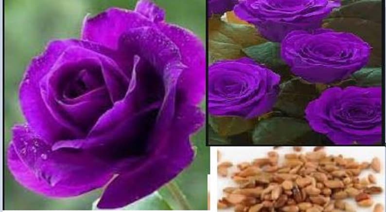Rare Hybrid PURPLE ROSE Tree Flower Plant (3,10,20 or 30 SEEDS ...