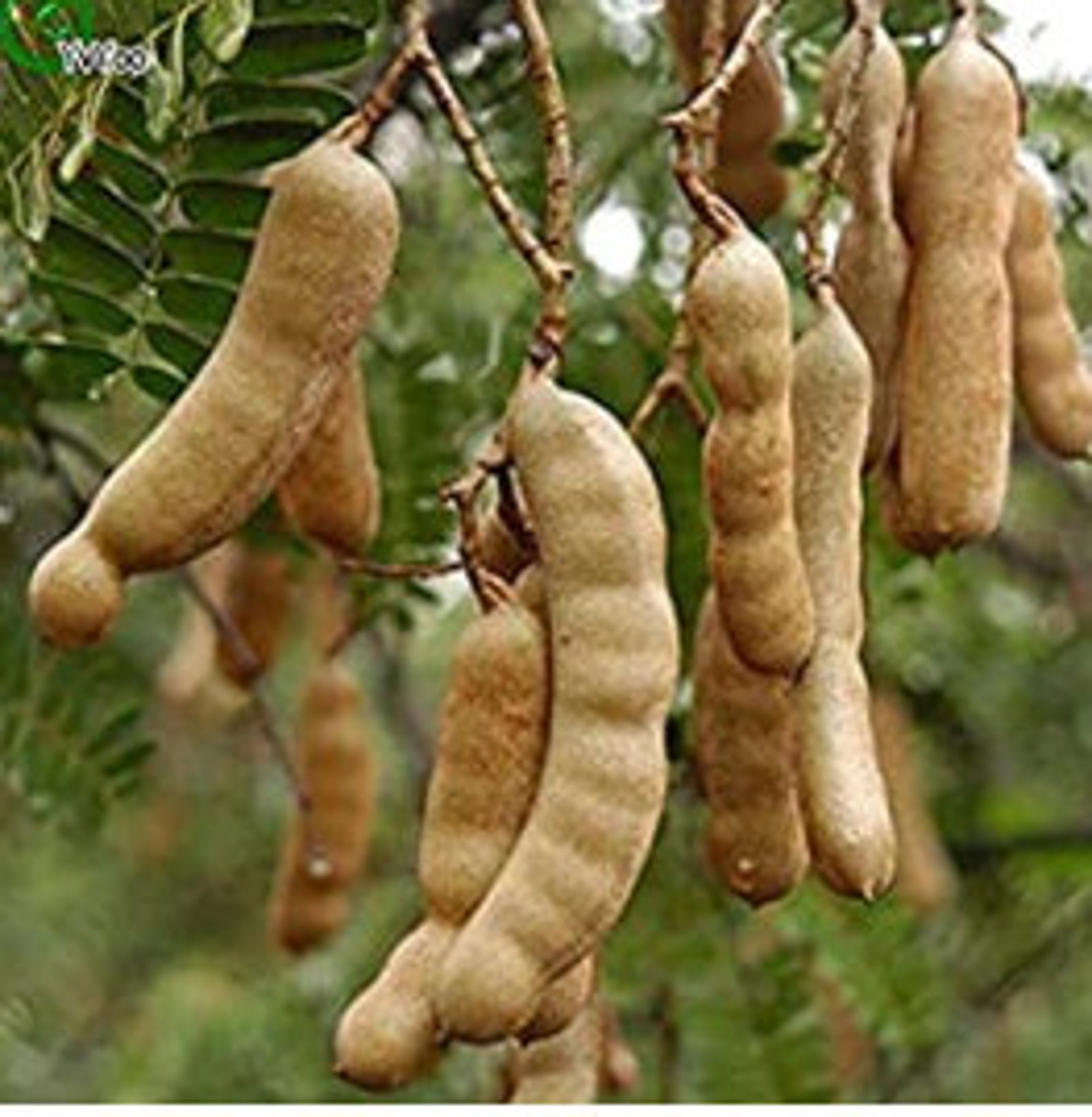 V RARE TAMARIND Fruit Tree 2, 5 or 8 Seeds Grow Indoors or Outdoor ...