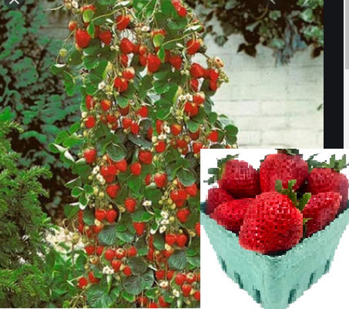 Rare GIANT Climbing STRAWBERRY Seeds-very Sweet Fruit -fresh Harvested ...