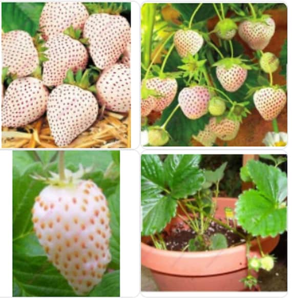 V RARE WHITE STRAWBERRY Alpine Fruit Tree 10 30 100 or 200 - Etsy