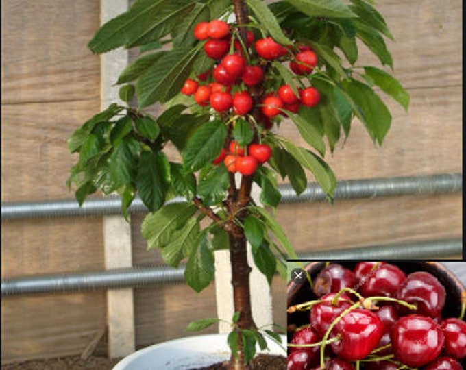 Bush Cherry 2 Pack, Prunus Beseyi, Hansen's Bush Pie Cherry Tree ...