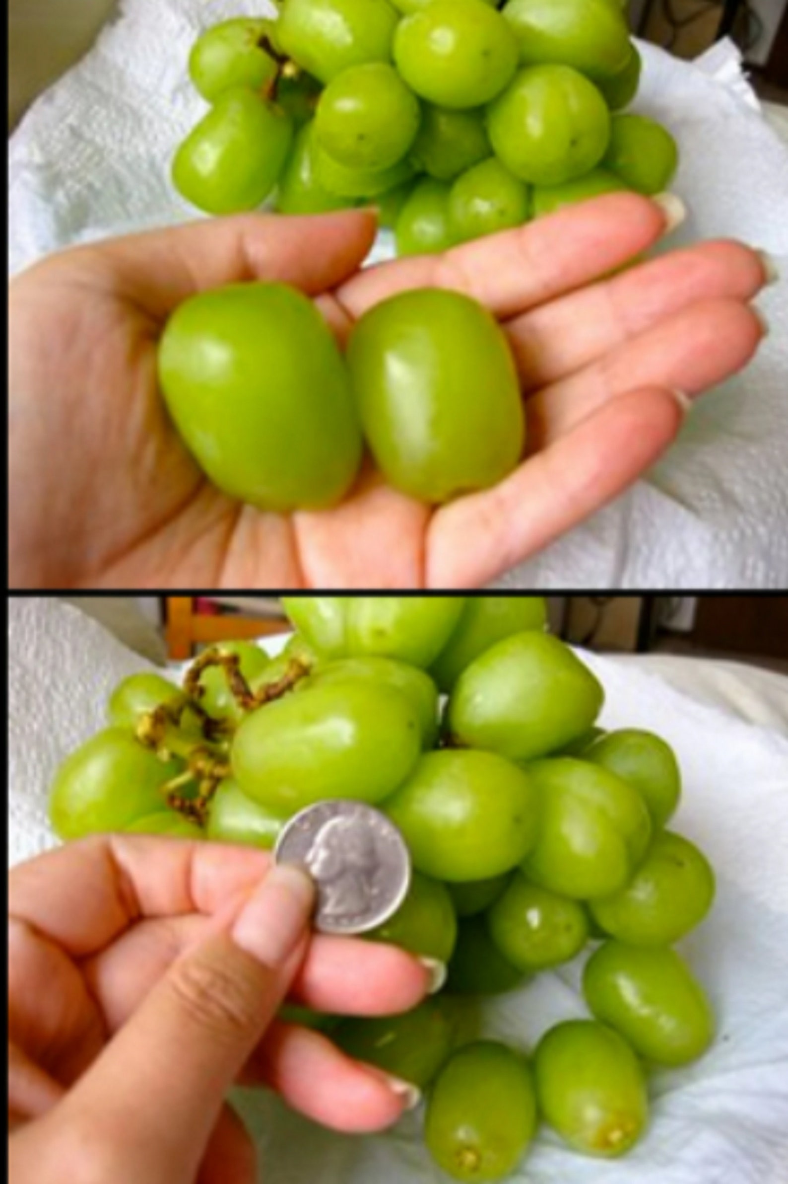 RARE Giant Green Tame Muscadine Grapes (very Swee )(2 ,10 or 30 SEEDS ...