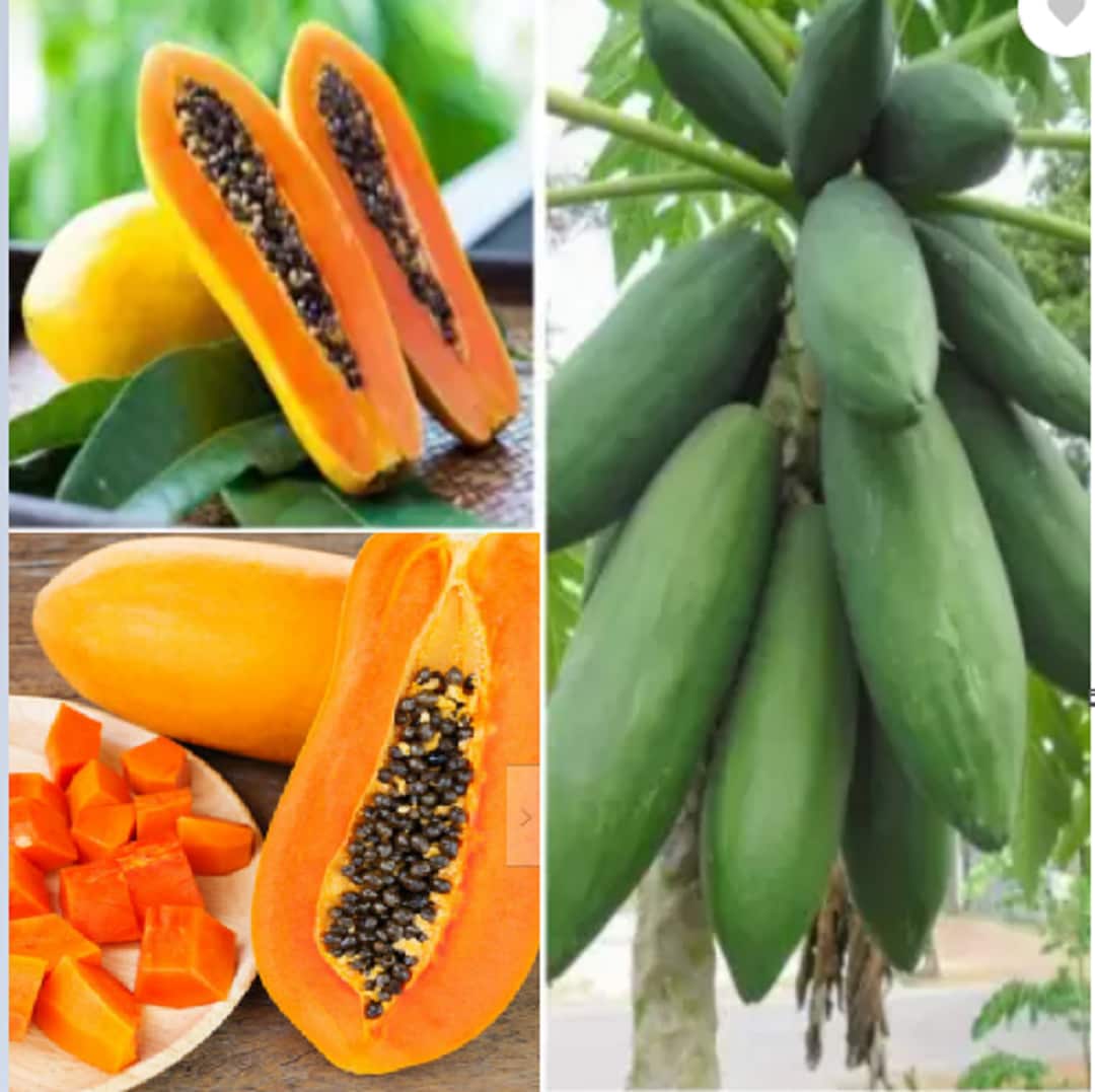 RARE Red Royale Papaya 3 ,10 or 20 Seeds Combined Shipping (pay ...