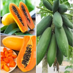 RARE Red Royale Papaya 3 ,10 or 20 Seeds Combined Shipping (pay ...