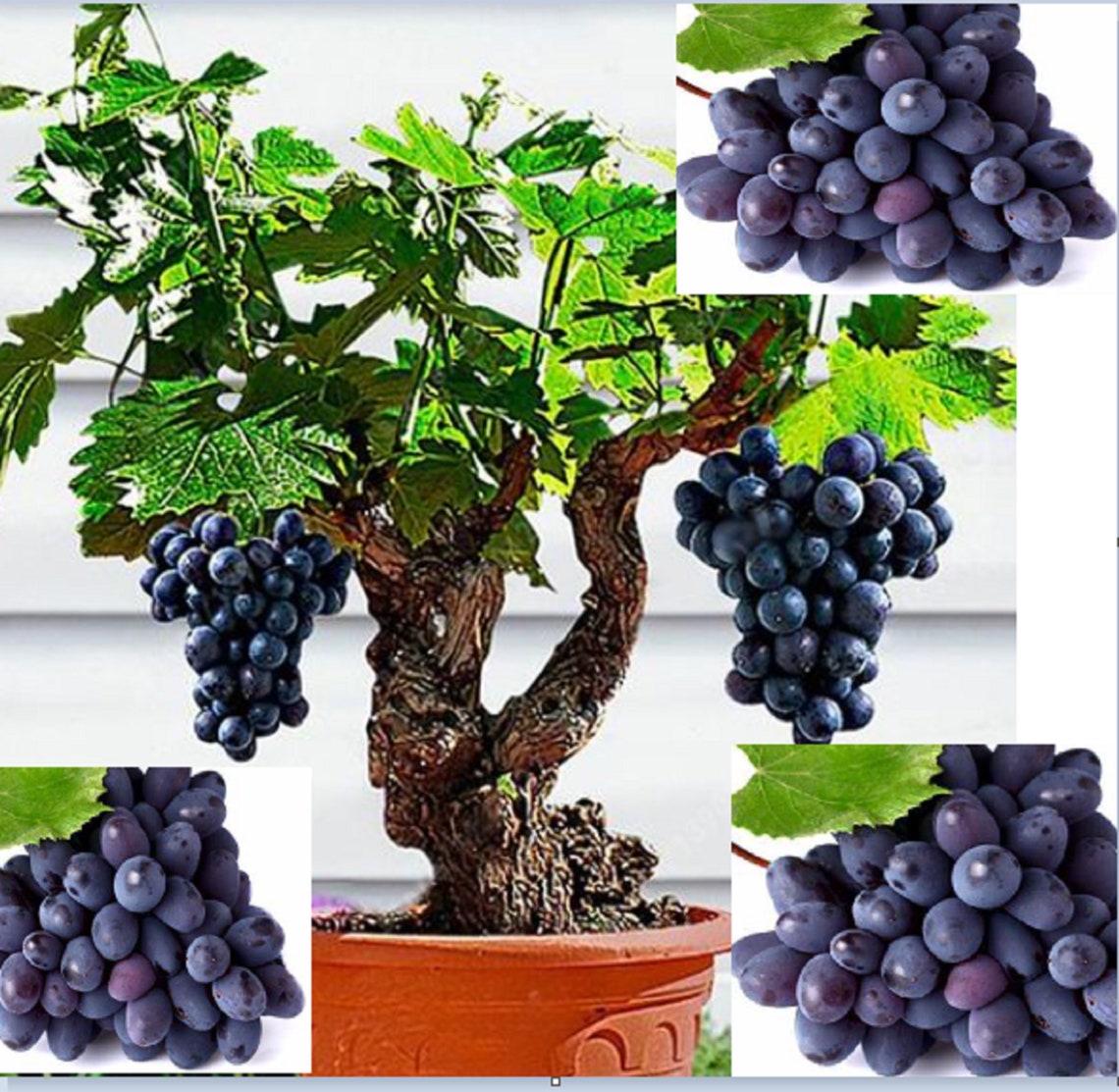 RARE Dwarf MINIATURE Pixies Grapes (2, 10 or 30 SEEDS + Instructions ...