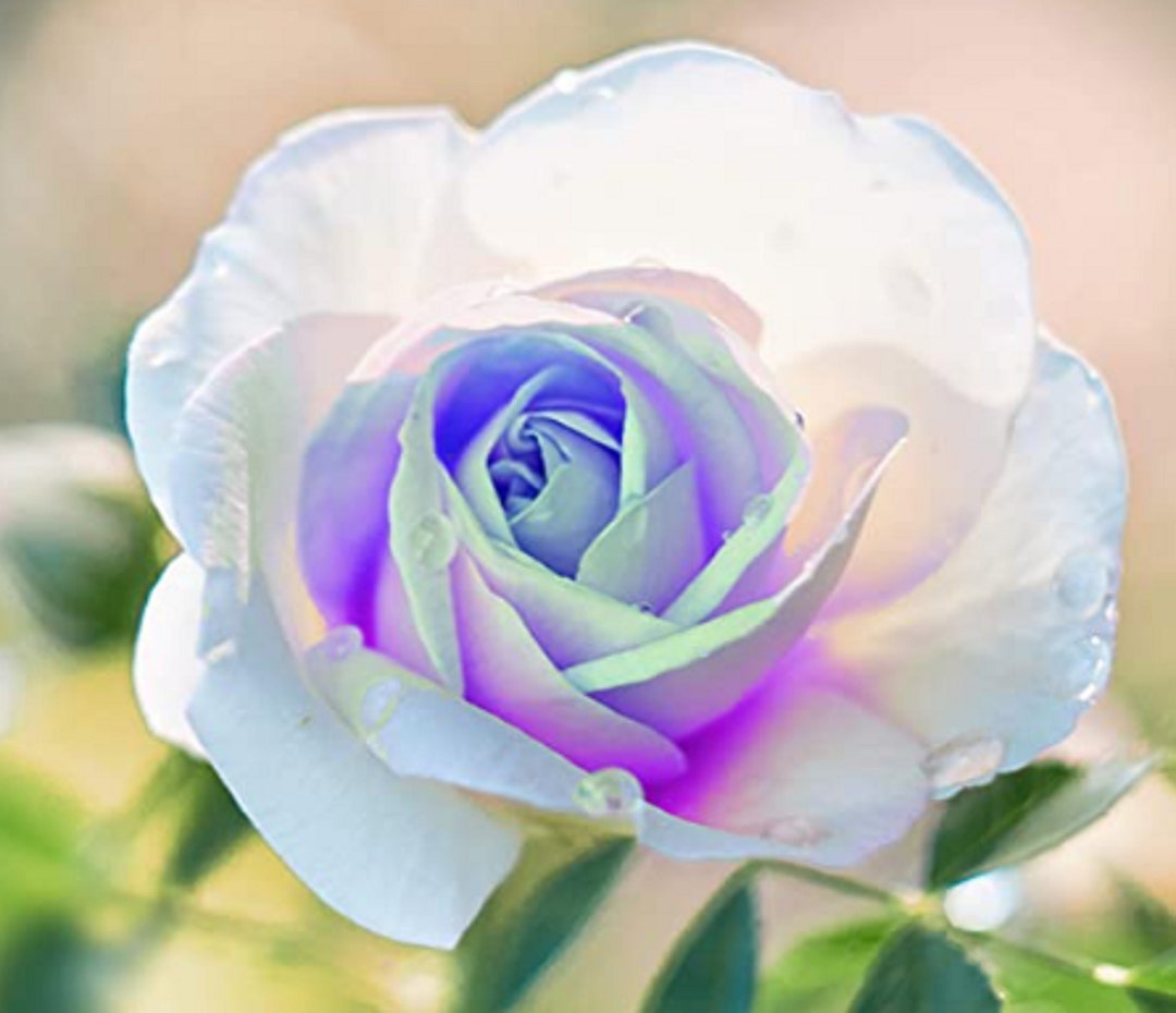 RARE German White Delight ROSE Flower Bush Plant (3,10, 20 or 30 SEEDS ...