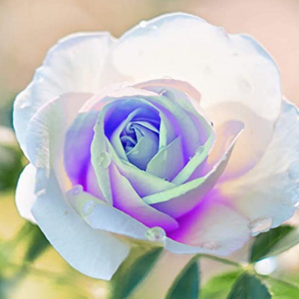 RARE Multi-color ROSE Flower Tree Bush 3.10, 20 or 30 Seeds no Plant ...