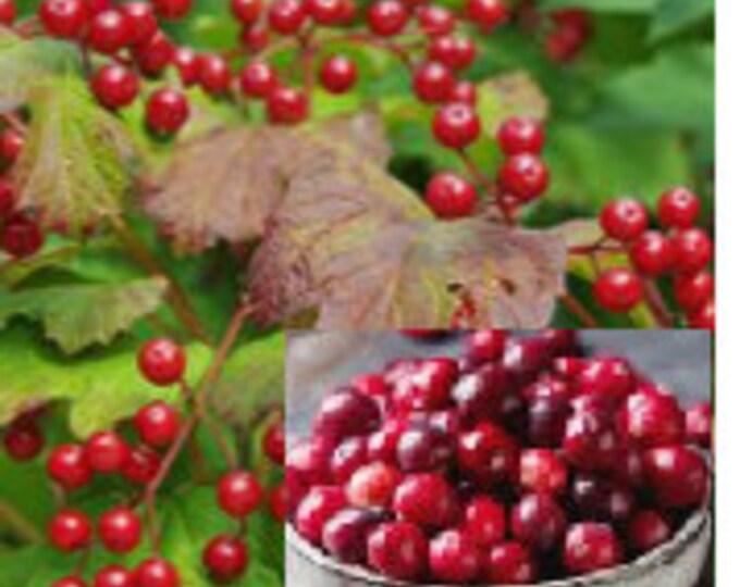 RARE English Red Purple Rose-bush 3. 10 or 20 SEEDS - Etsy