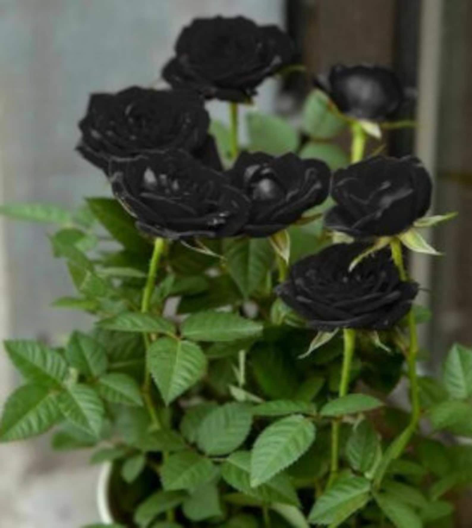RARE English Dark Purple ROSE Flower Plant 3 10 20 or 30 - Etsy