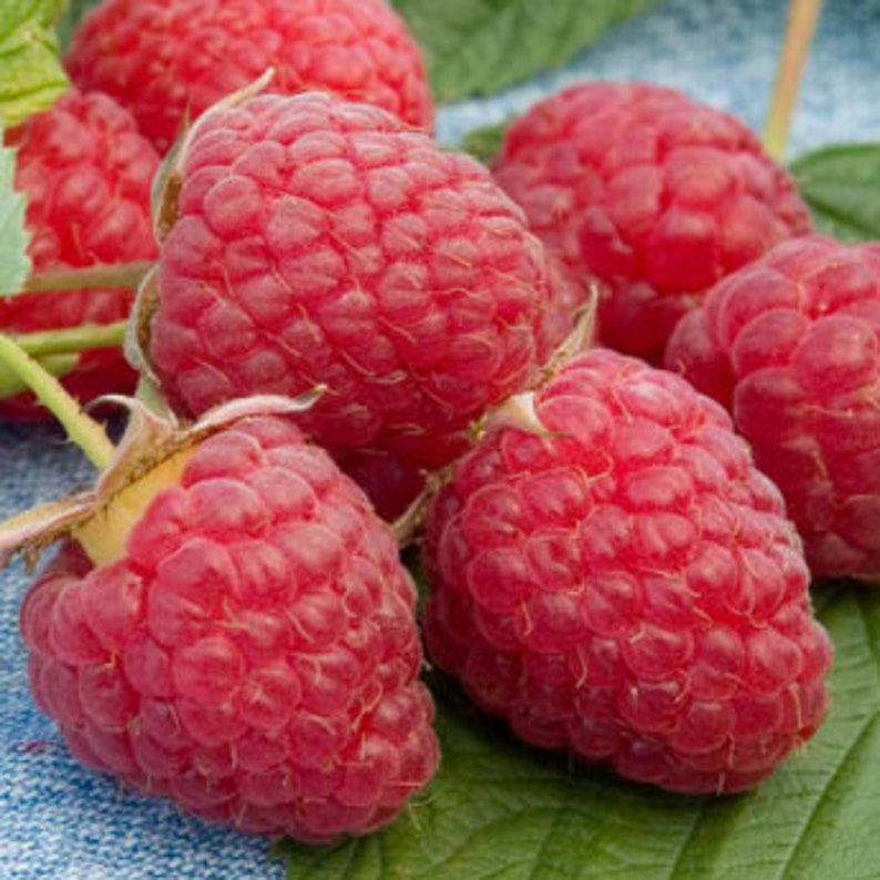 RARE Bonsai DWARF RASPBERRY Fruit Tree 530 100 or 200 Seeds | Etsy