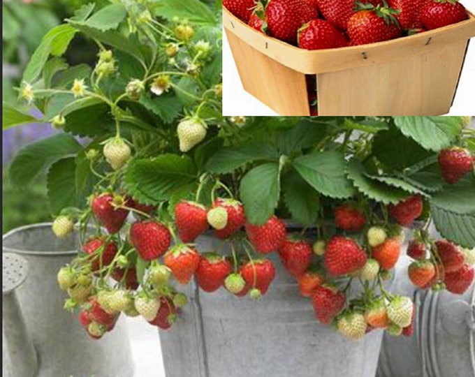 Rareno Plantdwarf STRAWBERRY Fruit Plant Tree 530 100 or - Etsy