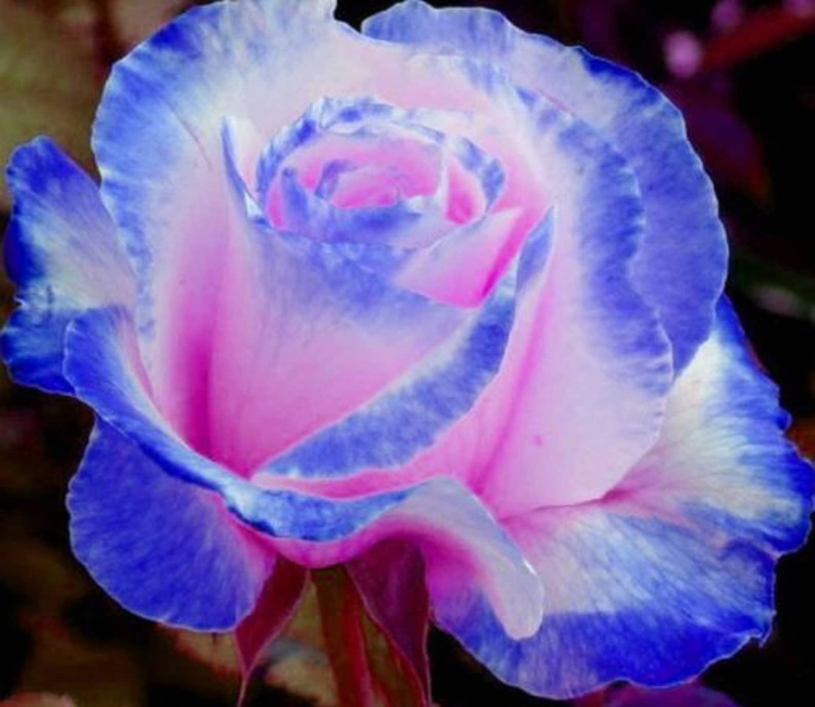 RARE Purple Blue ROSE Flowers Tree Bush(3,10,20 or 30 Seeds)(no Plant ...