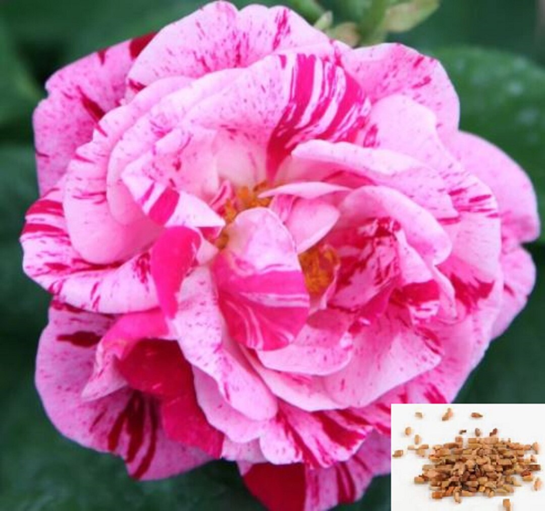 RARE- English Pink and Red Rose-bush -( 10 or 20 SEEDS ) -combined ...