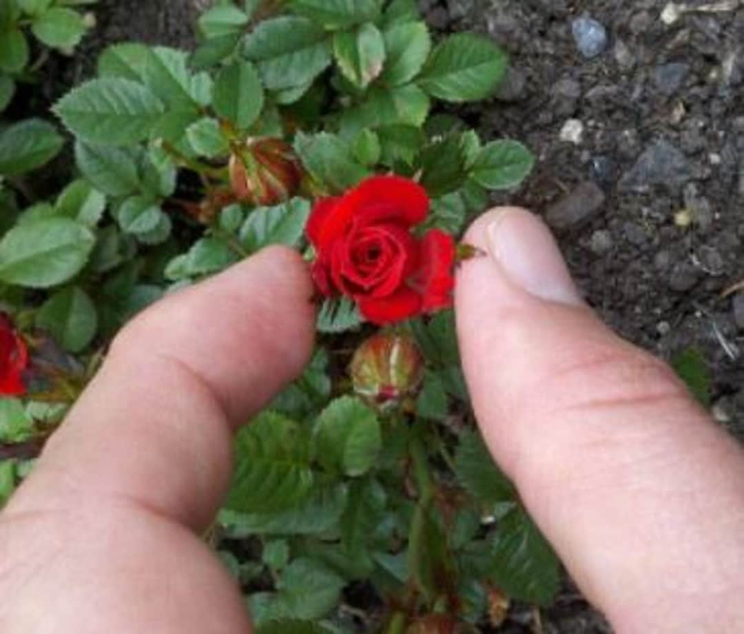 RARE-MINIATURE ROSE Red Flower Plant Tree- 3,10,20 or 30 Seeds ...