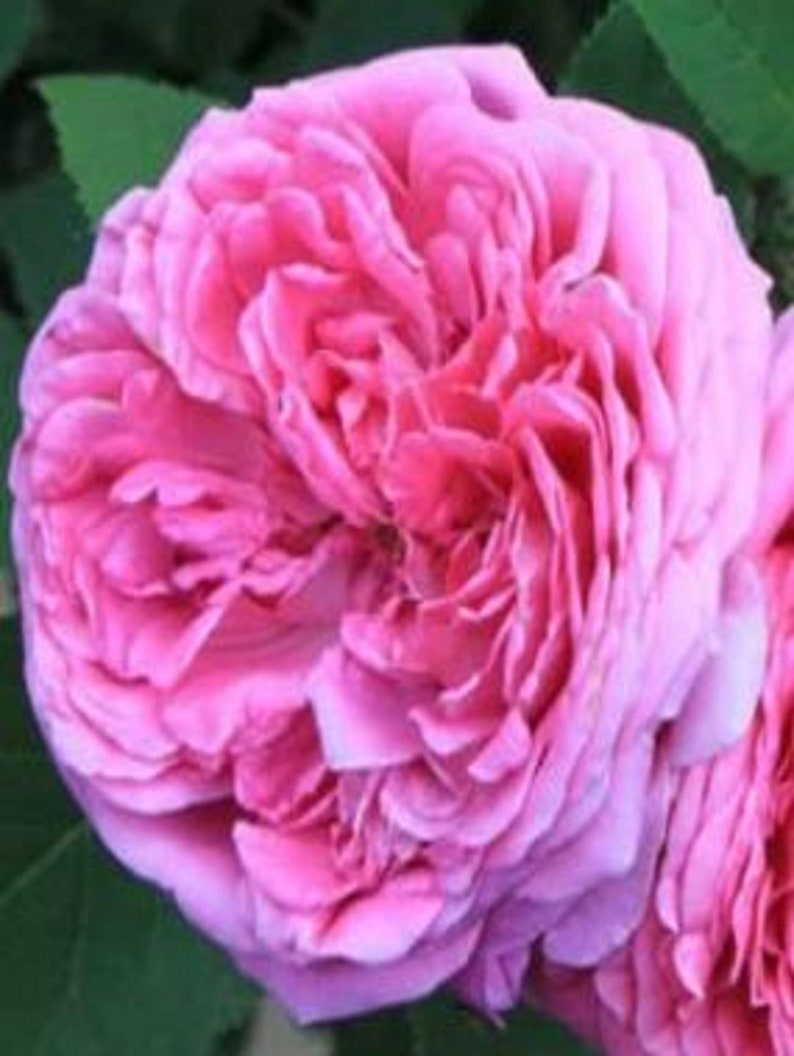 Rare-scented Royal Pink Rose-bush Plant - 10 or 20 Seeds -combined ...