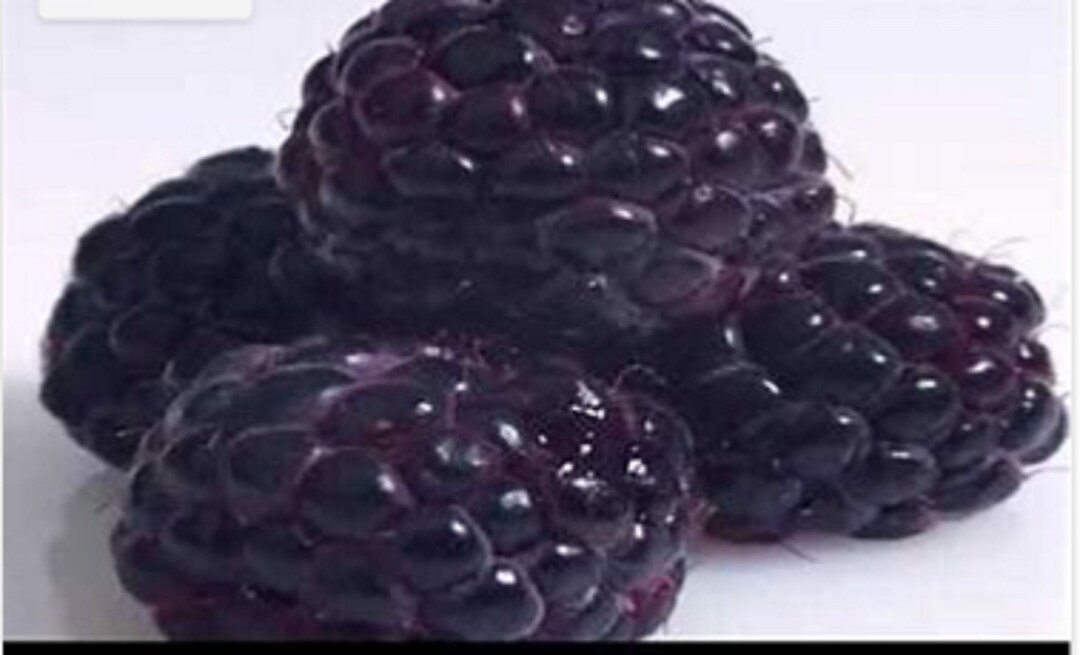 RARE Jumbo Jewel Black RASPBERRY Fruit Tree 5, 30 ,60 Or120 SEEDS (no ...