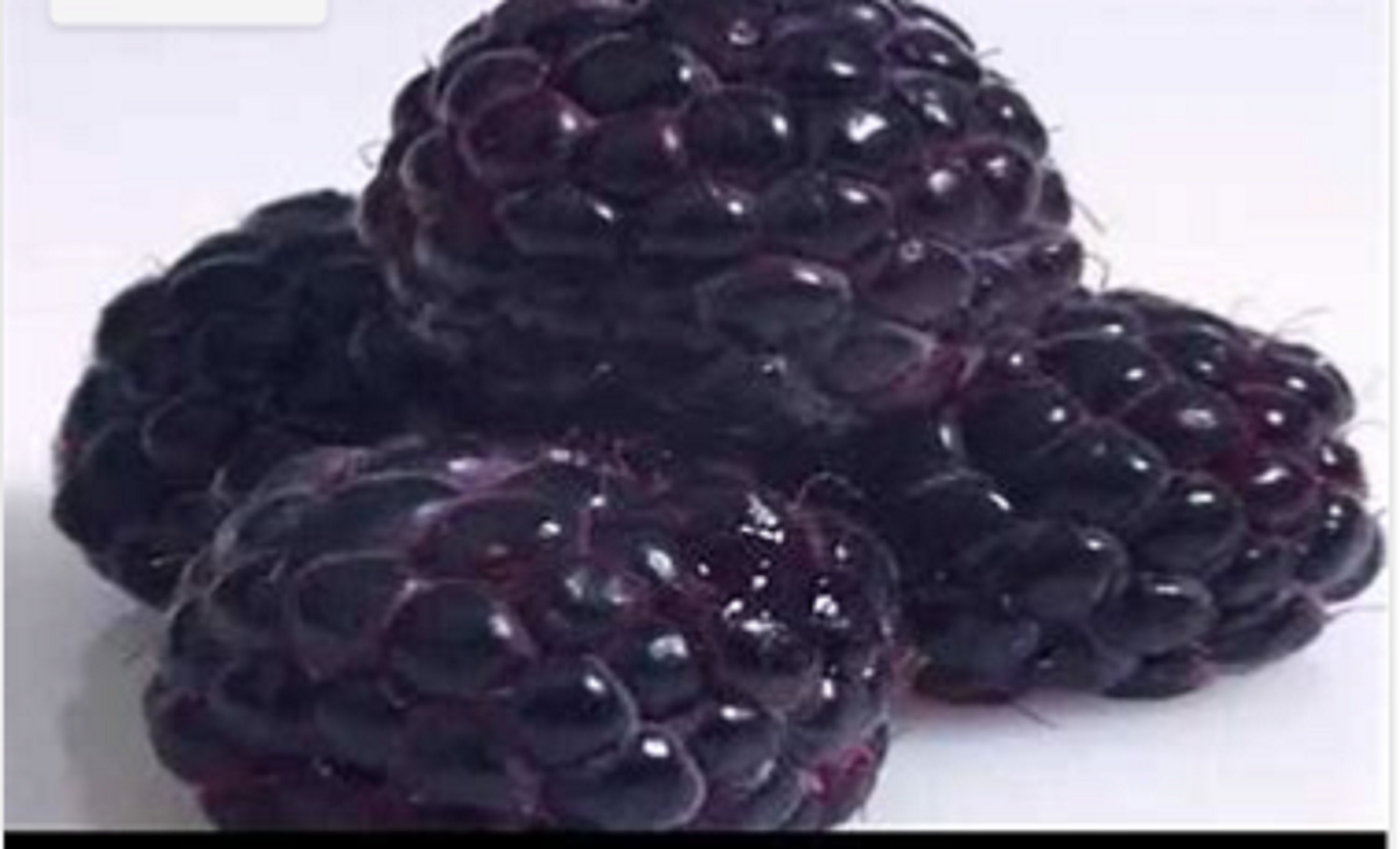RARE Jumbo Jewel Black RASPBERRY Fruit Tree 5 30 60 Or120 - Etsy