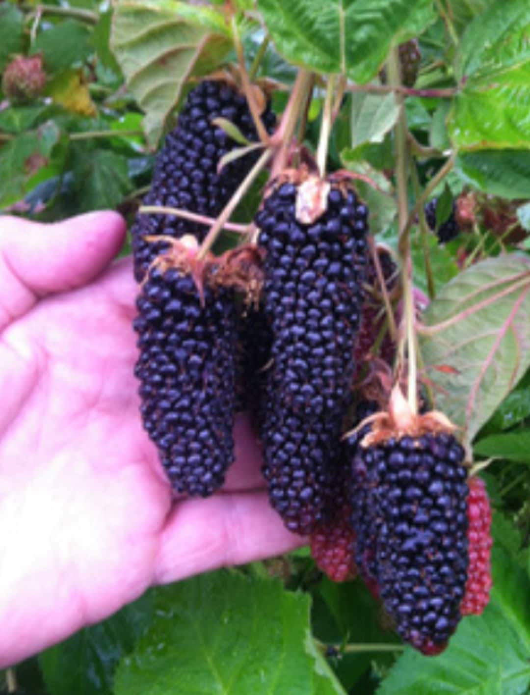 Rare GIANT BLACKBERRY Columbia Thornless Sweet Powerfood Fruit SEEDS ...
