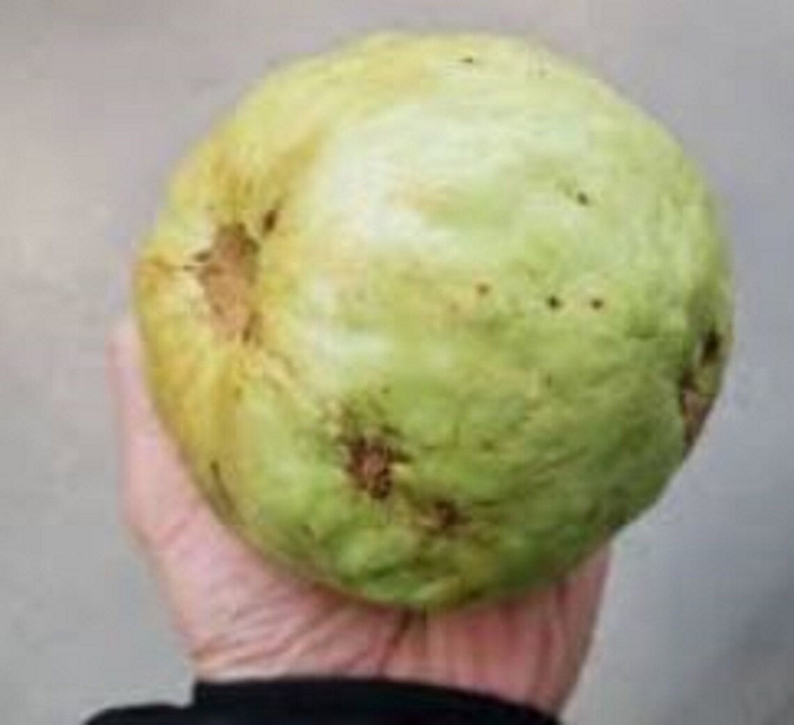 Rare GIANT GUAVA Fruit Plant 3 10 or 30 Seeds-combined - Etsy