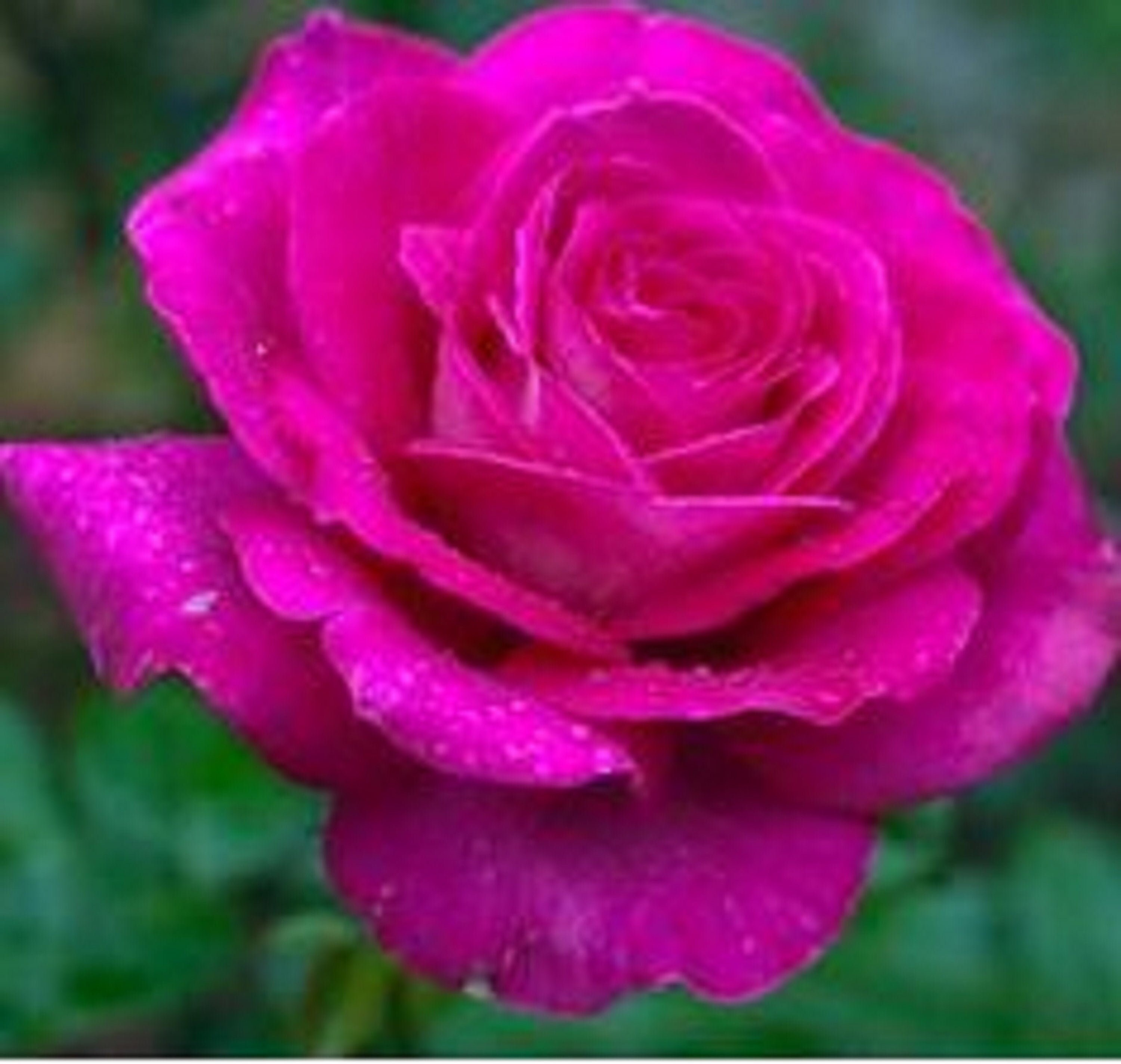 RARE-English Lady Pink ROSE-Bush 10 or 20 SEEDS Combined | Etsy