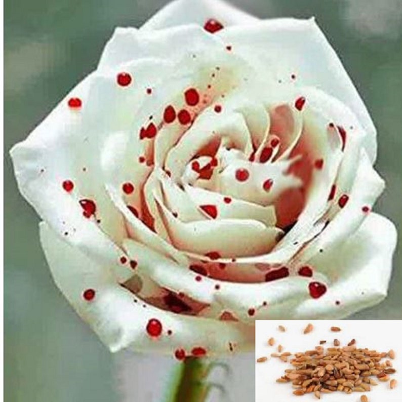 Rare-blood Drop Rose-bush (2, 10 ,20 or 30 SEEDS )-combined Shipping ...