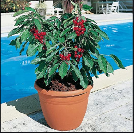 Dwarf Cherry Tree In Container