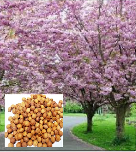 Cherry Tree Seeds