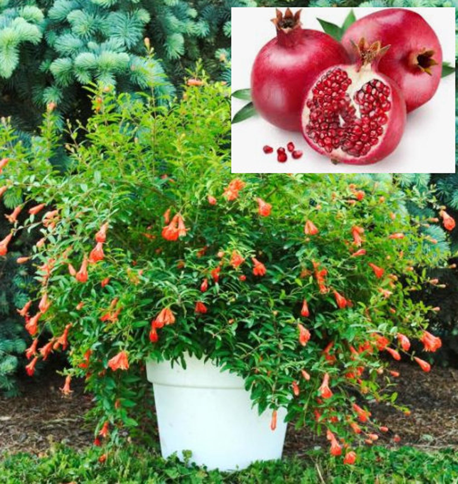 RARE Bonsai DWARF POMEGRANATE Tree Fruit 5 15 or 30 Seeds - Etsy