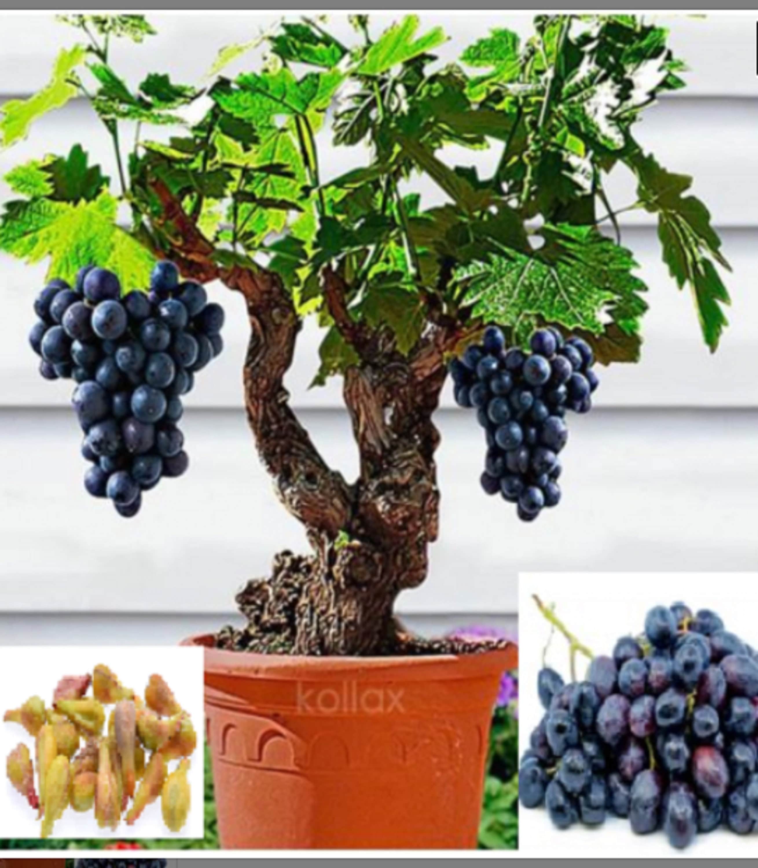RARE Seeds Muscadine Giant Grapes (2, 10 ,20 or 30 Seeds) Fruit Tree ...