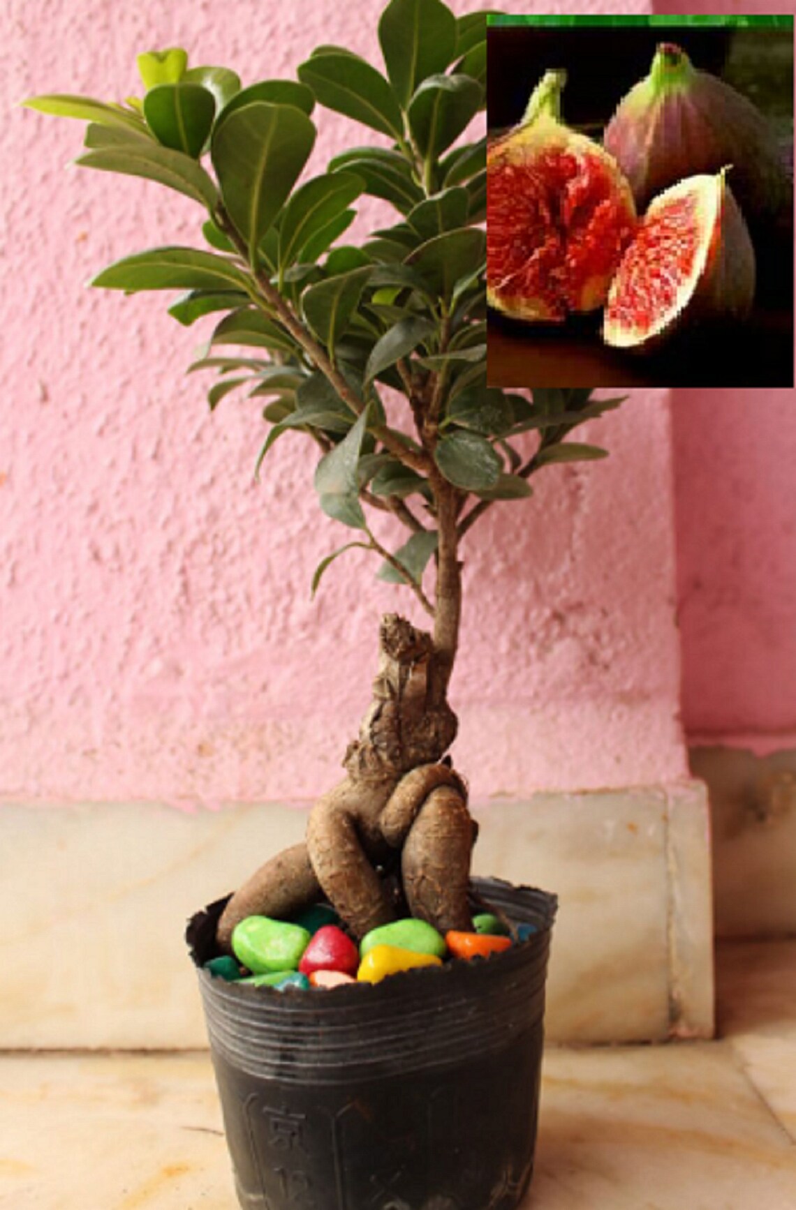 RARE Dwarf Fig Tree (ficus Carica) 3,10. 30 or 100 SEEDS Dwarf Rare ...