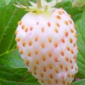 RARE WHITE STRAWBERRY Alpine Fruits Tree 3 ,30 ,100 or 200 Seeds (no ...