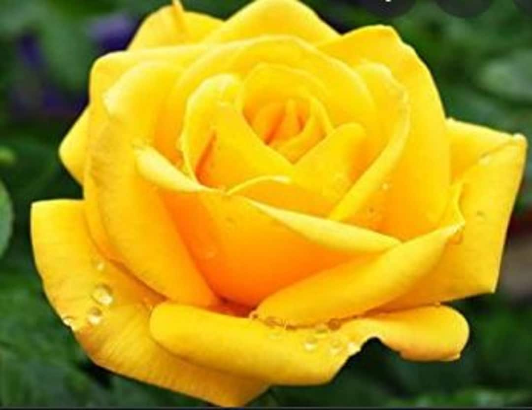 RARE YELLOW ROSE Flower Tree Bush (2, 10 or 20 )seeds (no Plant ...