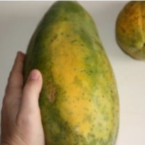 RARE Red Royale Papaya 3 ,10 or 20 Seeds Combined Shipping (pay ...