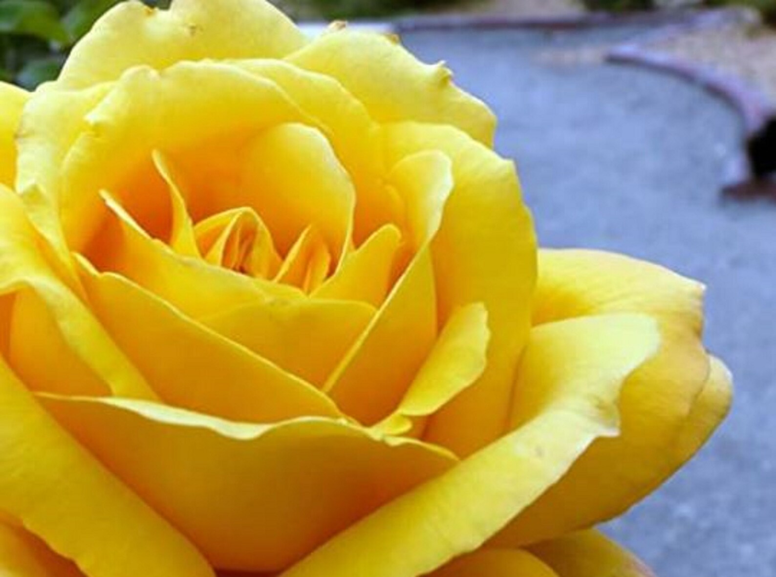 V RARE YELLOW ROSE Flower Tree Bush (3, 10 or 20 )seeds (no Plant ...