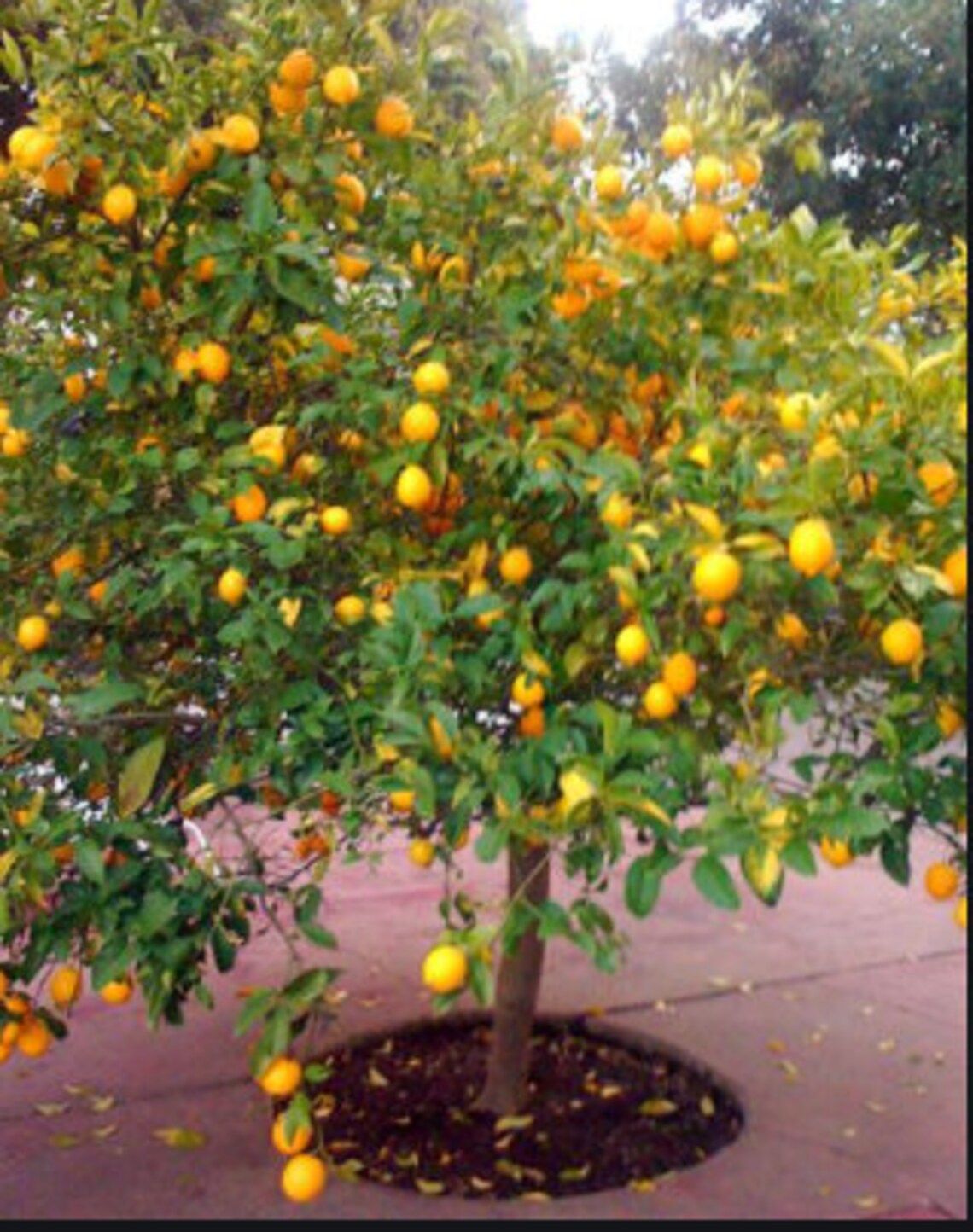 RARE Dwarf Meyer Lemon-can Grow Indoors in a Pot (2.5 or 10 SEEDS )very ...