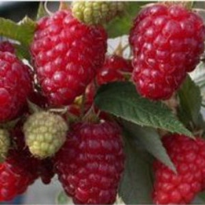 RARE Purple Royalty Raspberry Fruit Tree 5, 30 ,100 or 200 Seeds(no ...