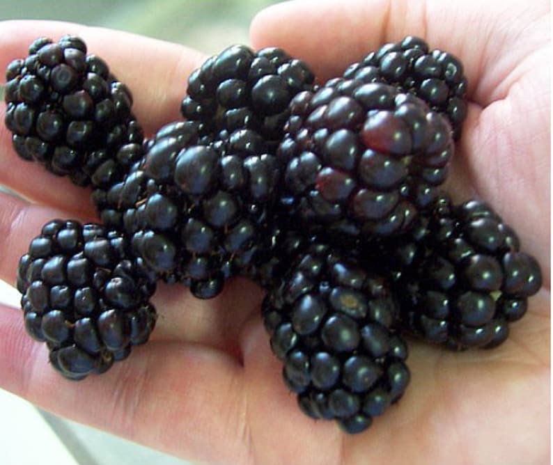 RARE Arapaho Thornless BLACKBERRY 3, 15 ,30, 100 or 200 SEEDS (no Plant ...