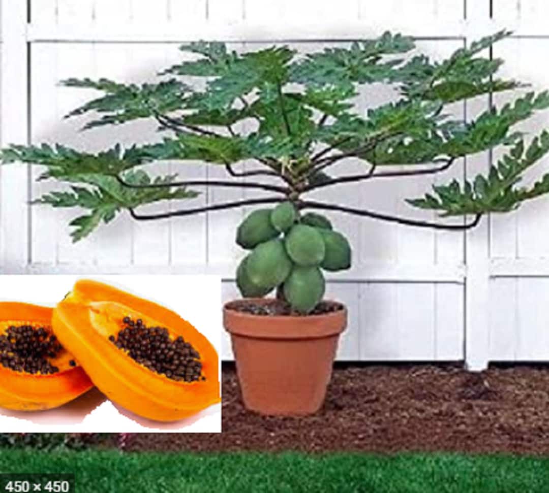 RARE Dwarf PAPAYA Fruit 2,,10 20 SEEDS Plant Tree -very Sweet Papaya ...