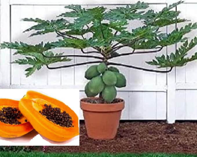 RARE Bonsai DWARF POMEGRANATE Tree Fruit 5 15 or 30 Seeds - Etsy