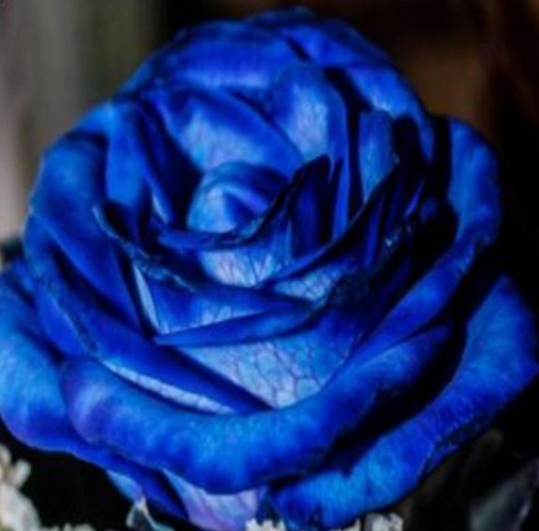 RARE Hampton Blue ROSE Flower Tree Bush (3 ,10 ,20 or 30 Seeds)(no ...