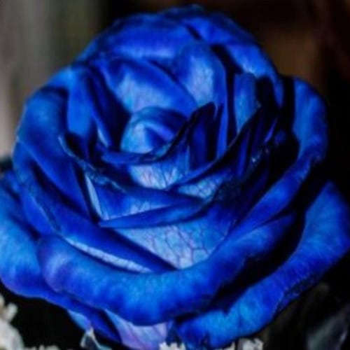 RARE Midnight Blue ROSE Flower Tree Bush 31020 or 30 - Etsy