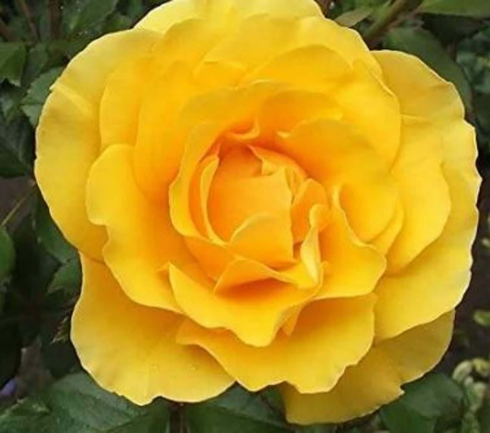 RARE YELLOW ROSE Flower Tree Bush (2, 10 or 20 )seeds (no Plant ...