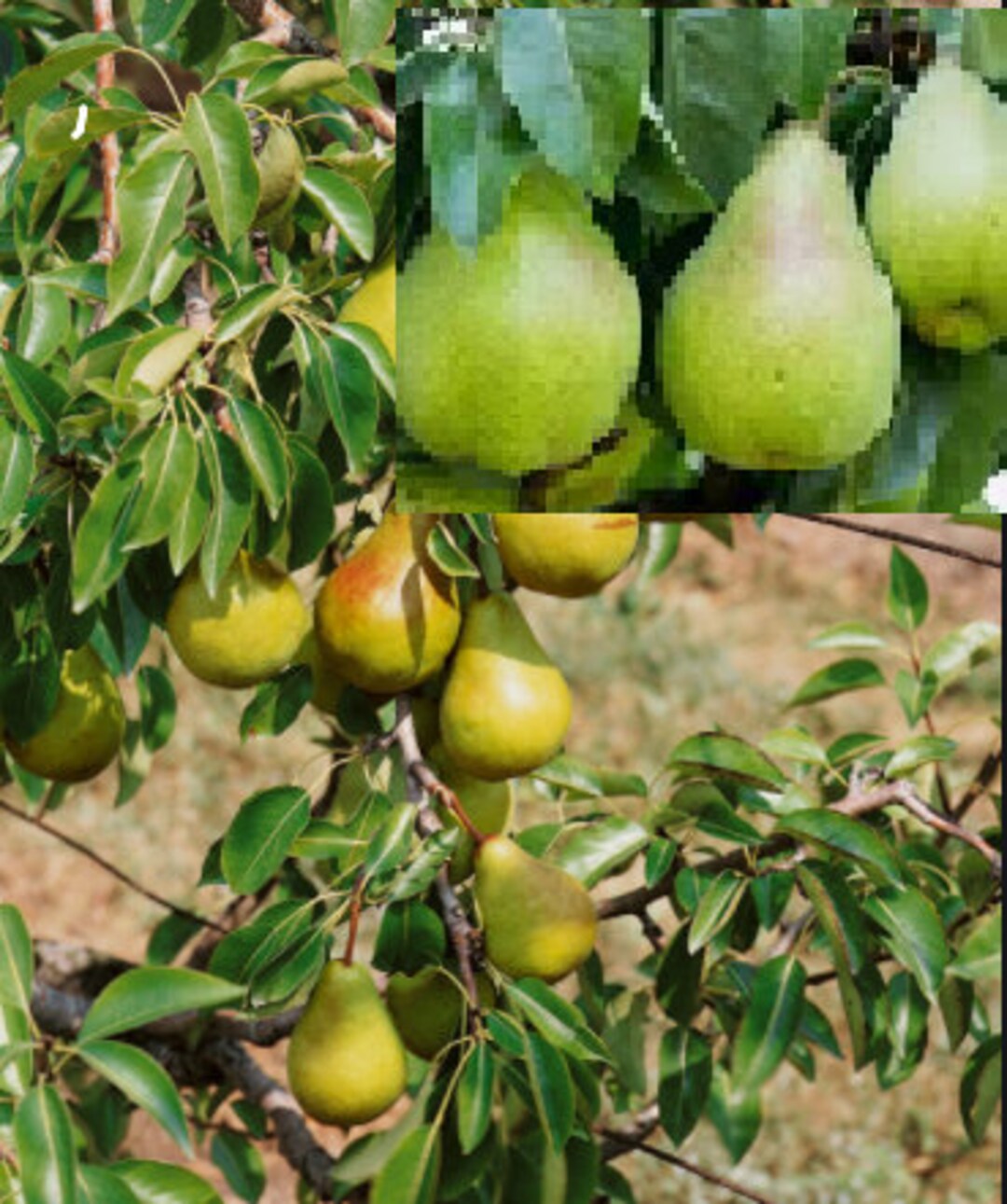 Rare(no Plant) SEMI-DWARF PEAR Fruit Tree 3,5 0r 10 Seeds-combined ...
