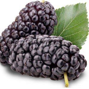 RARE Giant Mulberry-grow Indoors or Out-delicious Fruit 5,30, 100 or ...