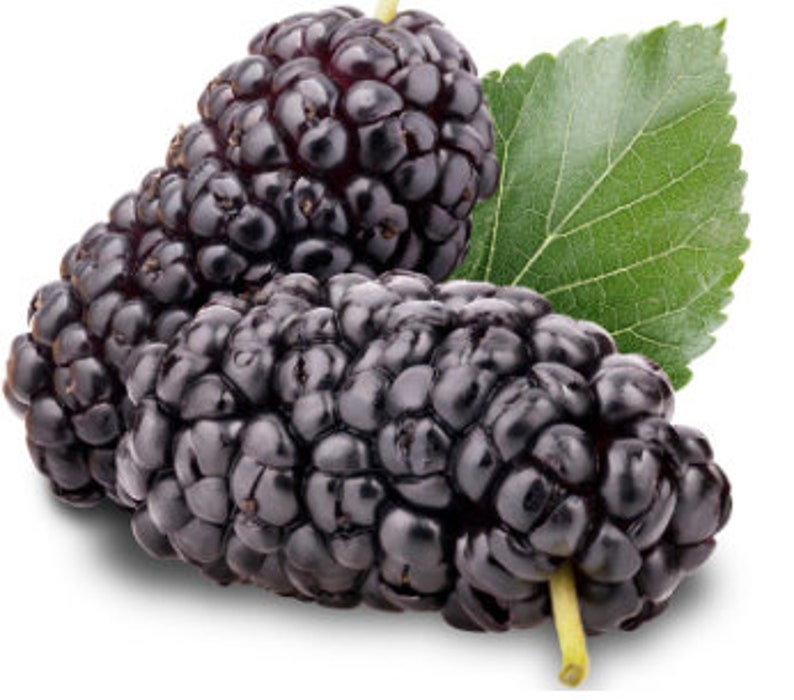 RARE Giant Mulberry-grow Indoors or Out-delicious Fruit 5,30, 100 or ...