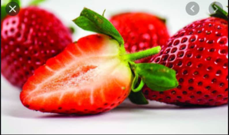 RARE Giant STRAWBERRY- Very Sweet Fruit Plant Tree- /- 5, 40, 100 or ...