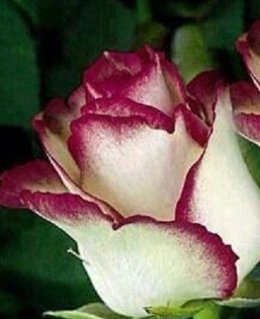 RARE English Monroe Pink ROSE Flower-gorgeous & Aromatic Rose Flower ...